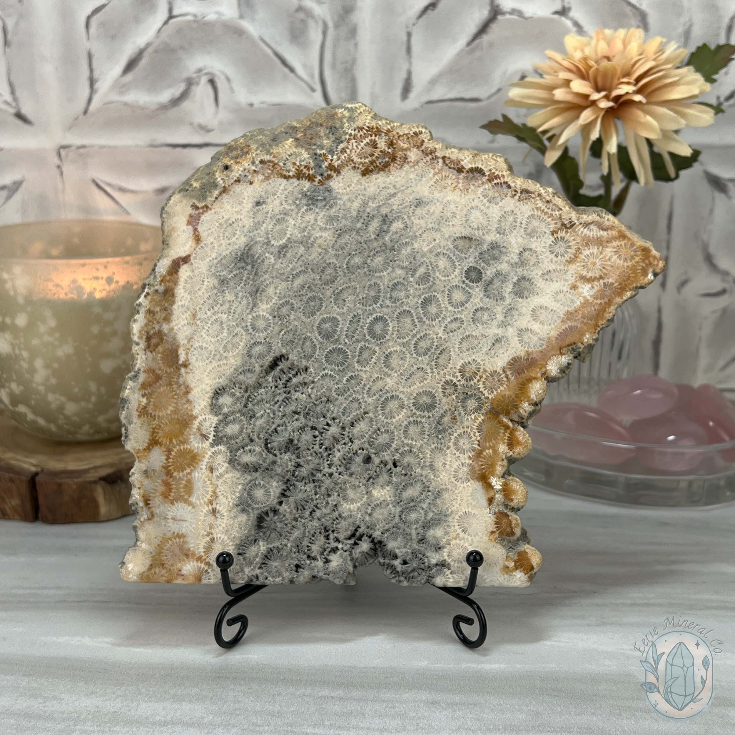 Polished Coral Jade aka Agatized Fossil Coral Slab - Fossils for Sale ...