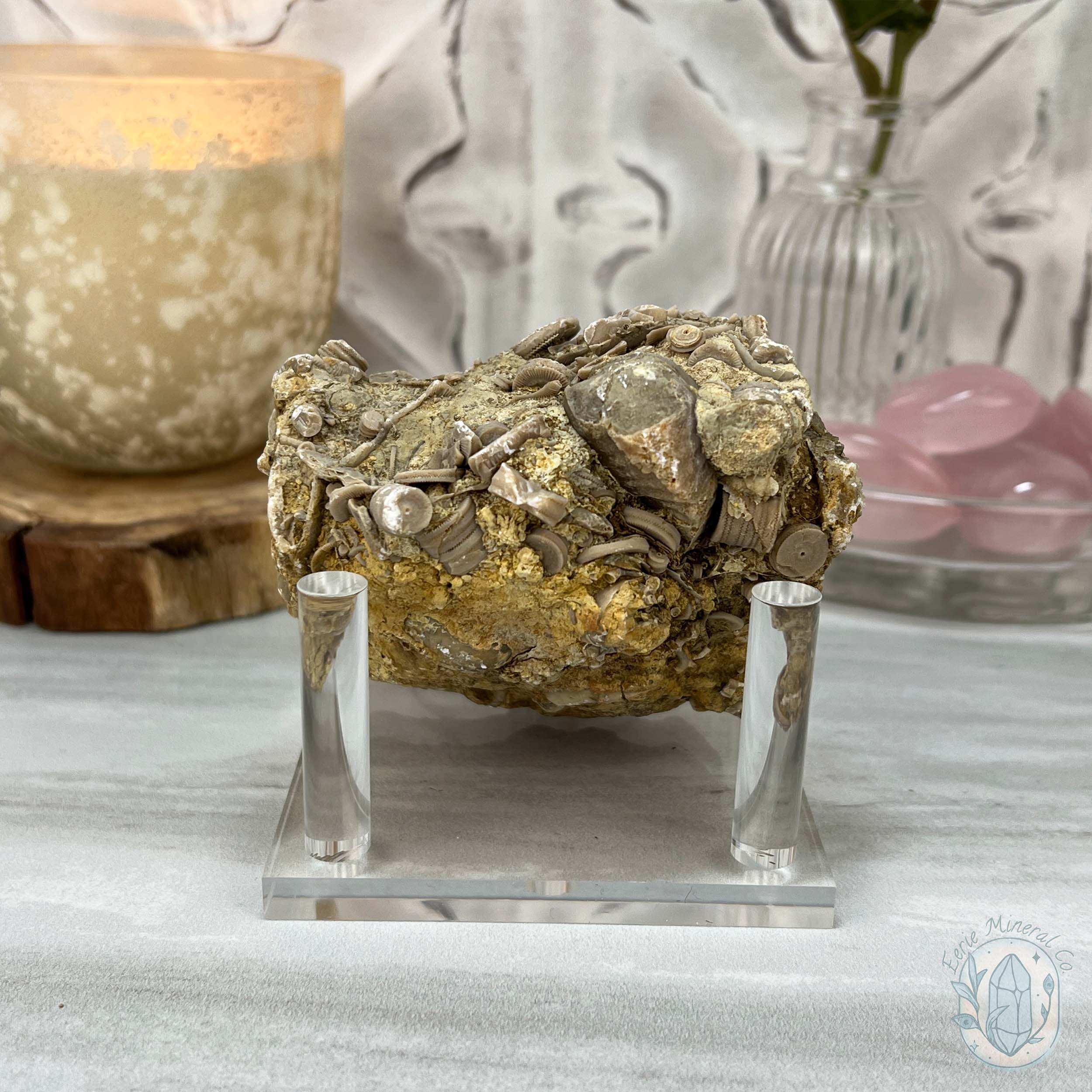 Rare Natural Crinoid Fossils in Sedimentary Rock – Eerie Mineral Co.