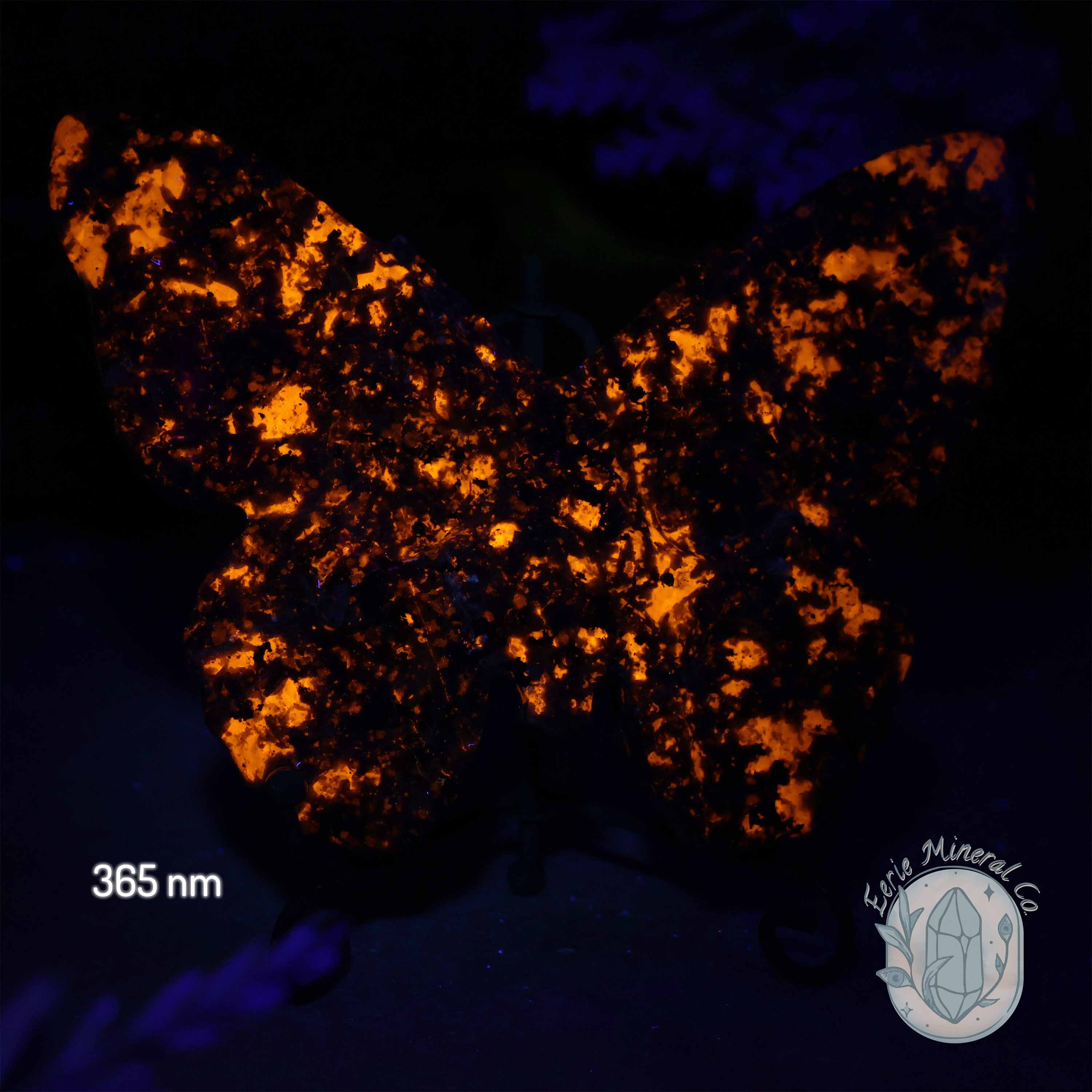 UV Reactive Emberlite (Firestone) Death's-Head Moth | New UV Minerals ...