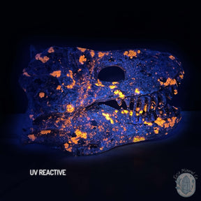 UV Reactive Emberlite aka Firestone Dinosaur Skull Carving – Eerie ...
