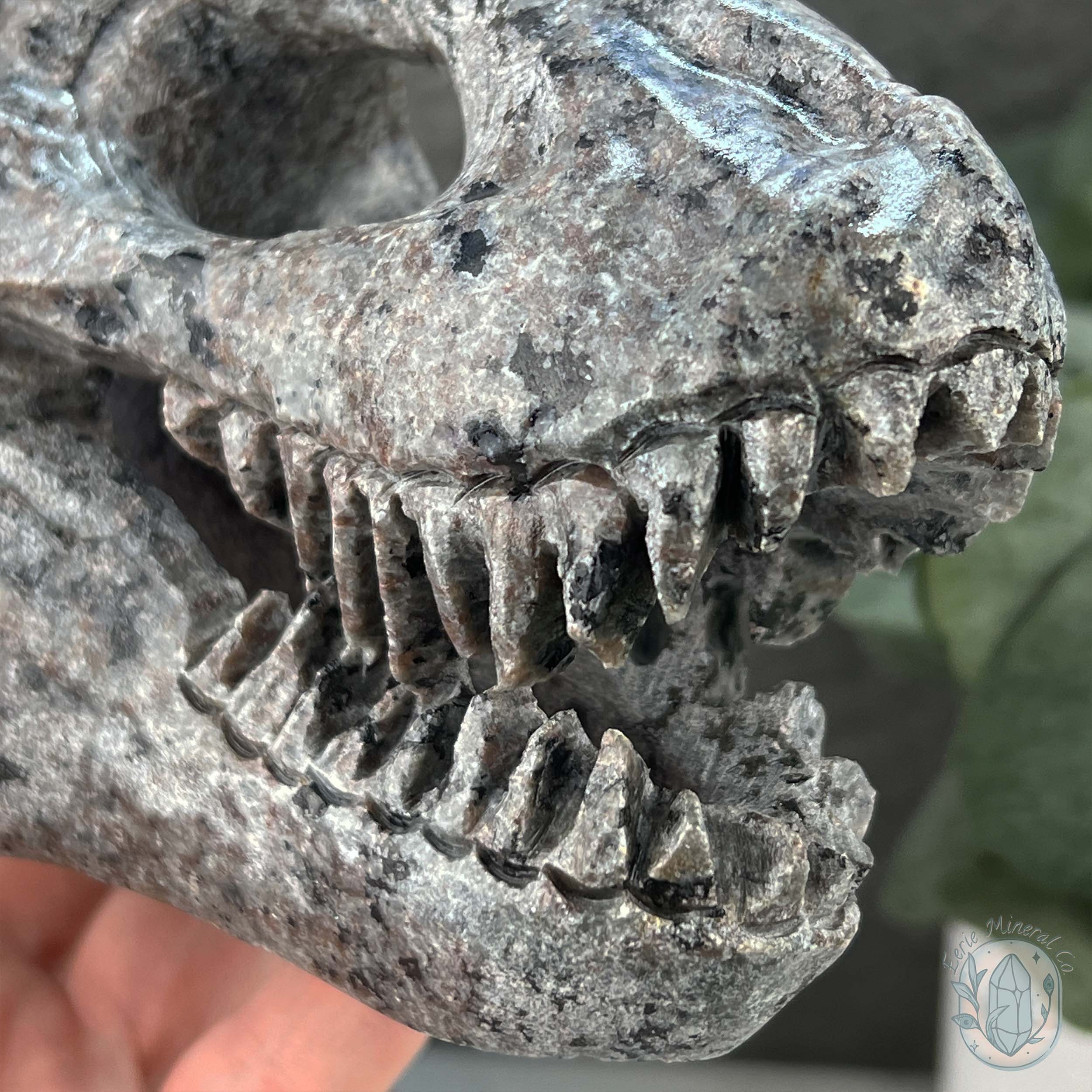 UV Reactive Emberlite aka Firestone Dinosaur Skull Carving – Eerie Mineral Co.