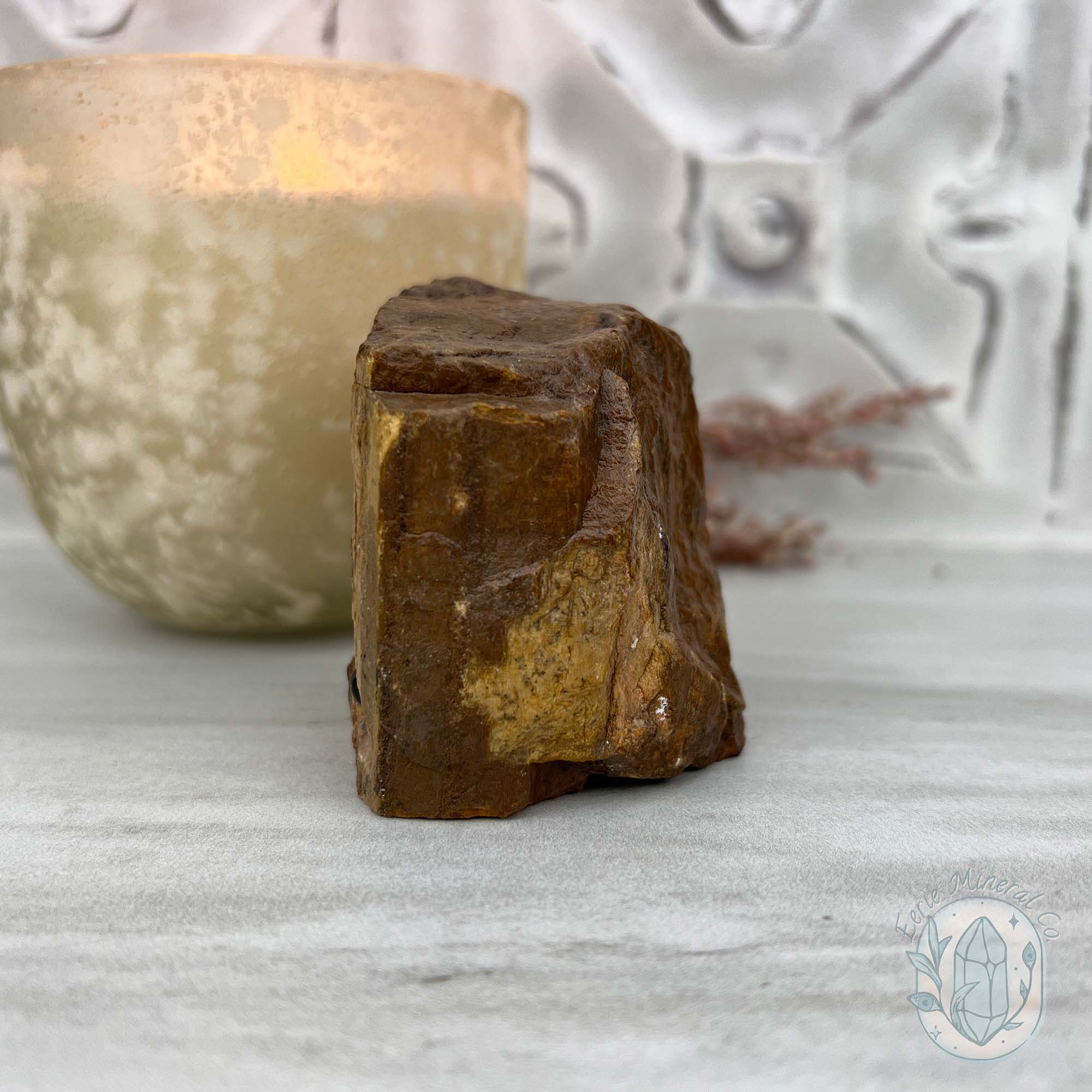 Petrified Wood Hedgehog Carving Specimen | Eerie Mineral Co.