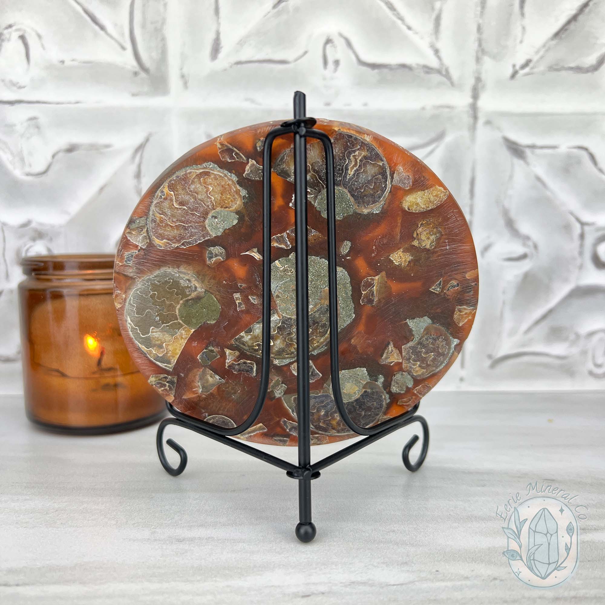 Real Ammonite Fossils with Pyrite Display Plate | Eerie Mineral Co.