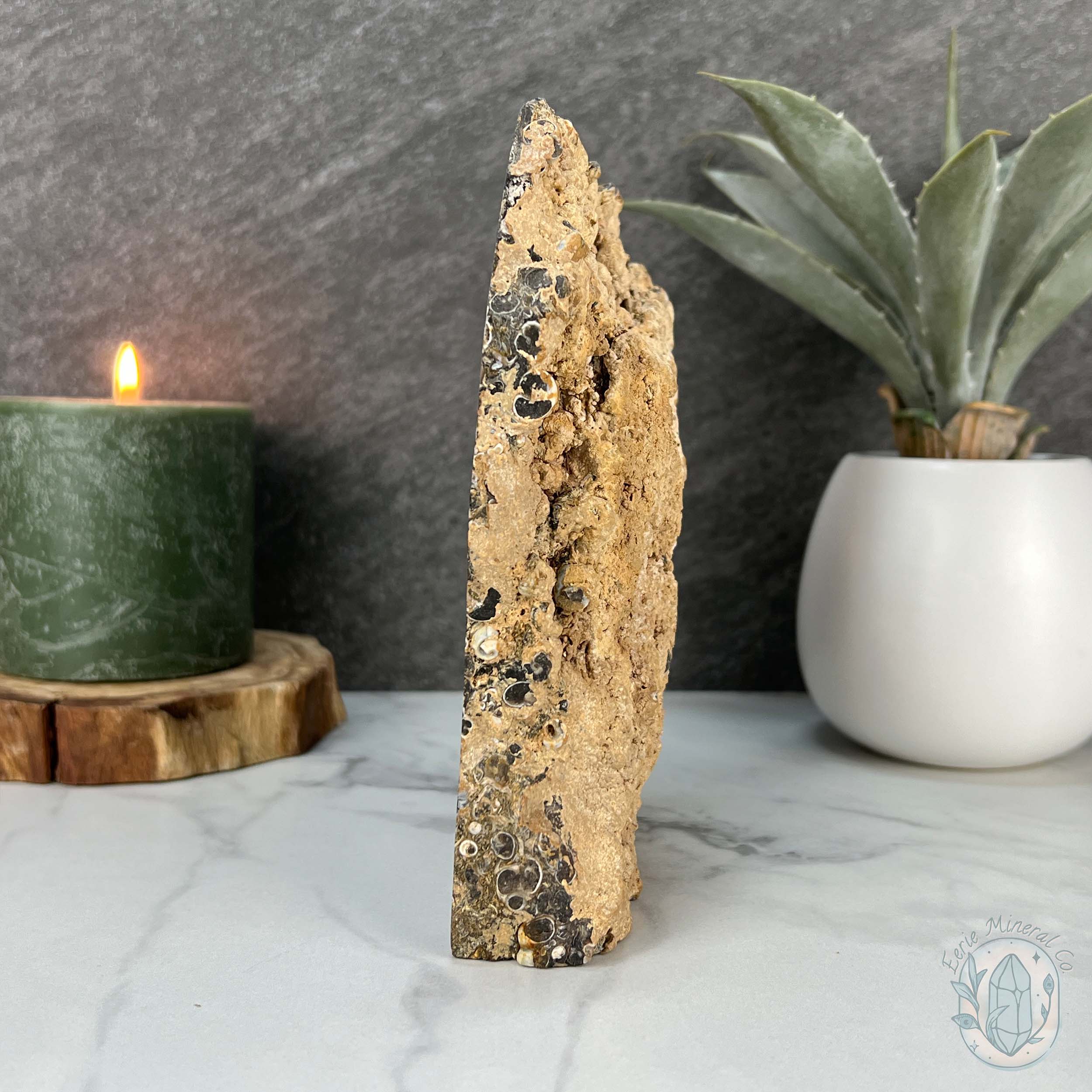 Eocene Era Turritella Agate Fossil Slab From Wyoming – Eerie Mineral Co.