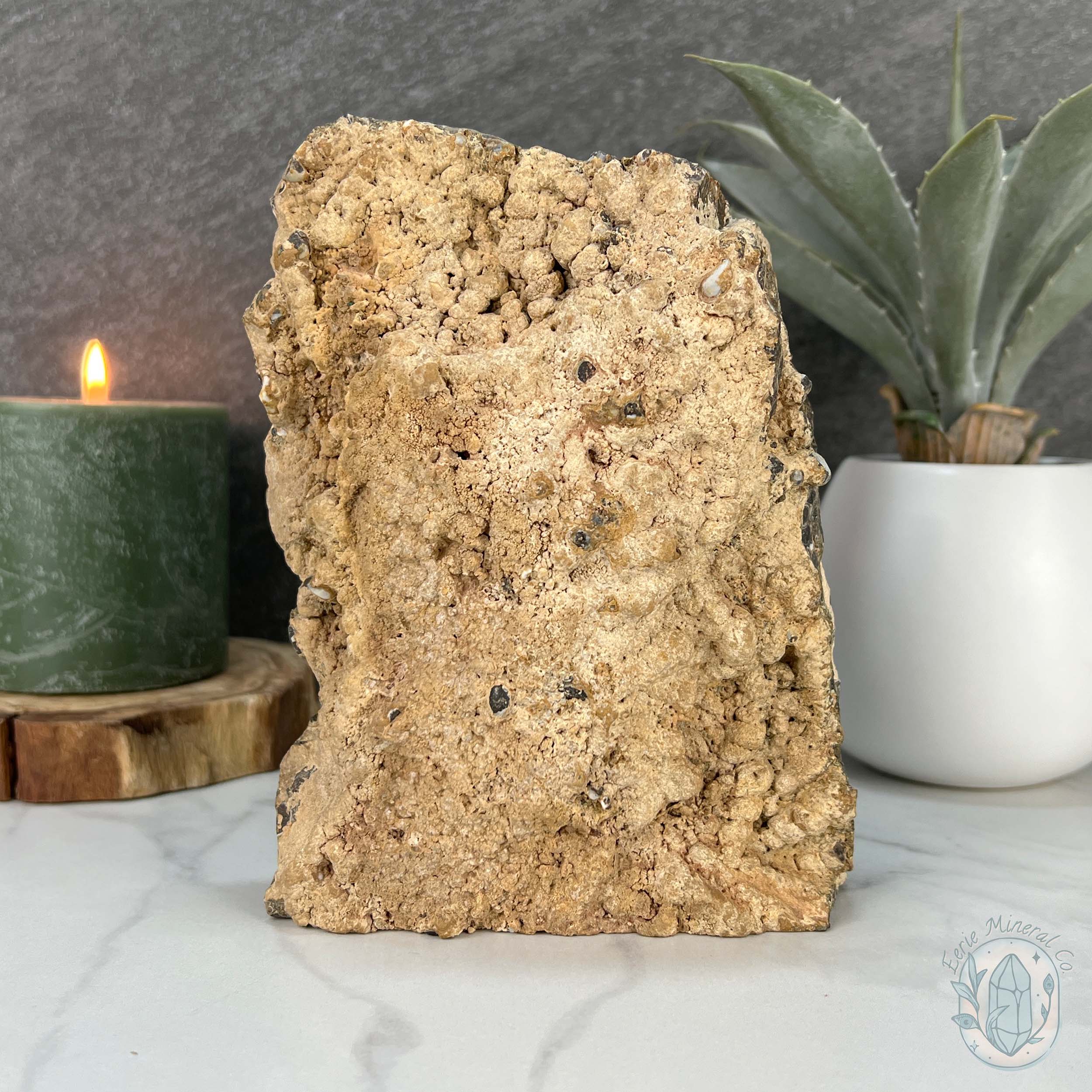 Eocene Era Turritella Agate Fossil Slab From Wyoming – Eerie Mineral Co.