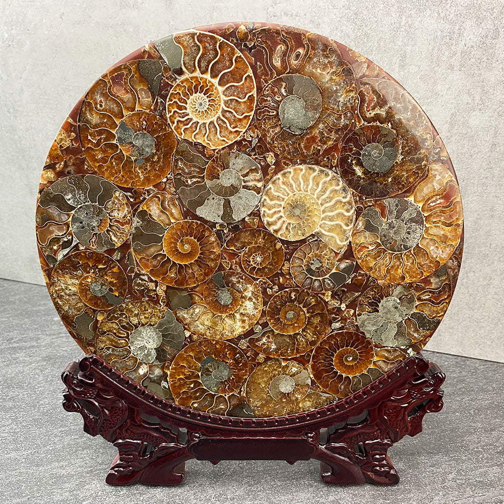 Ammonite Fossil Display Piece | Eerie Mineral Co.