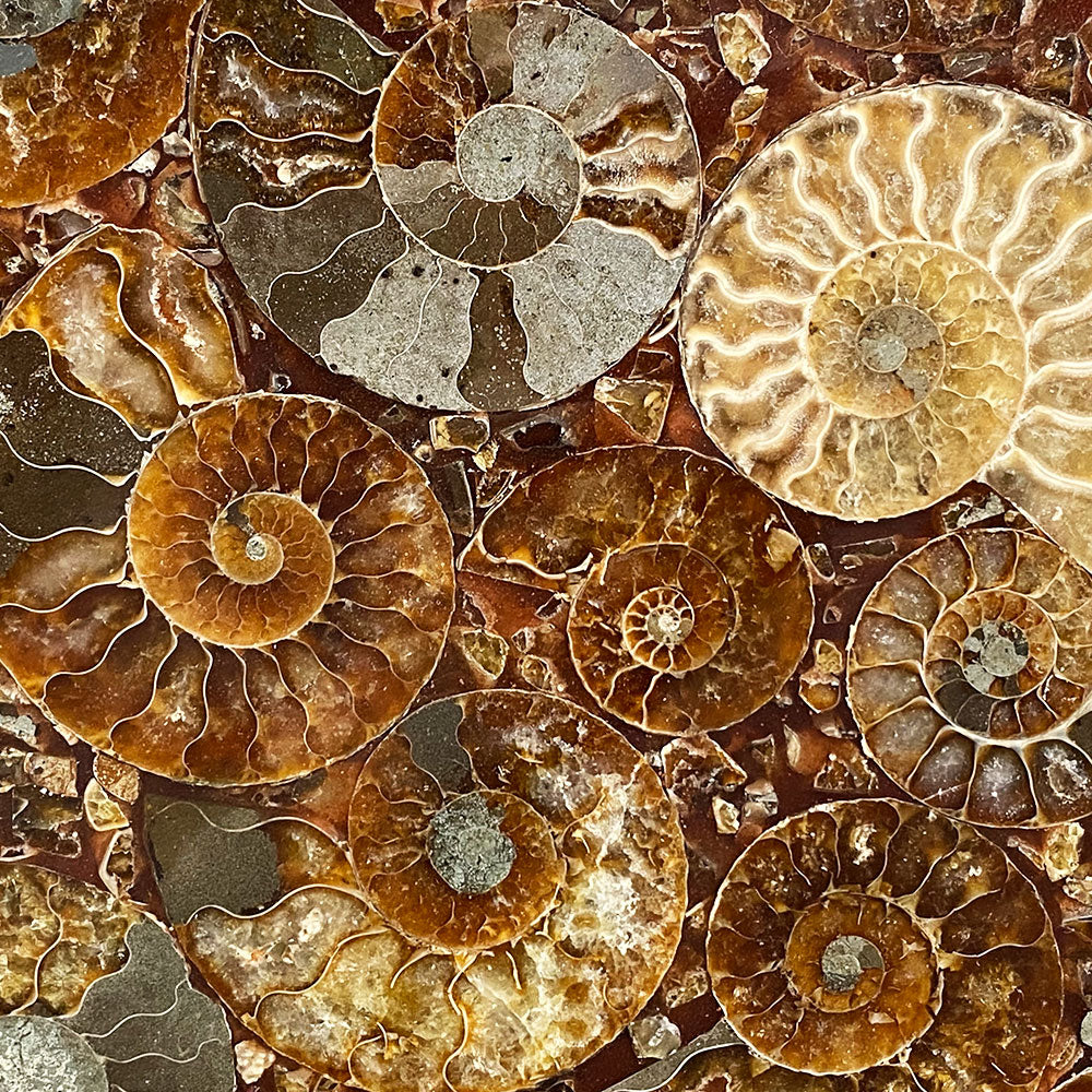Ammonite Fossil Display Piece | Eerie Mineral Co.
