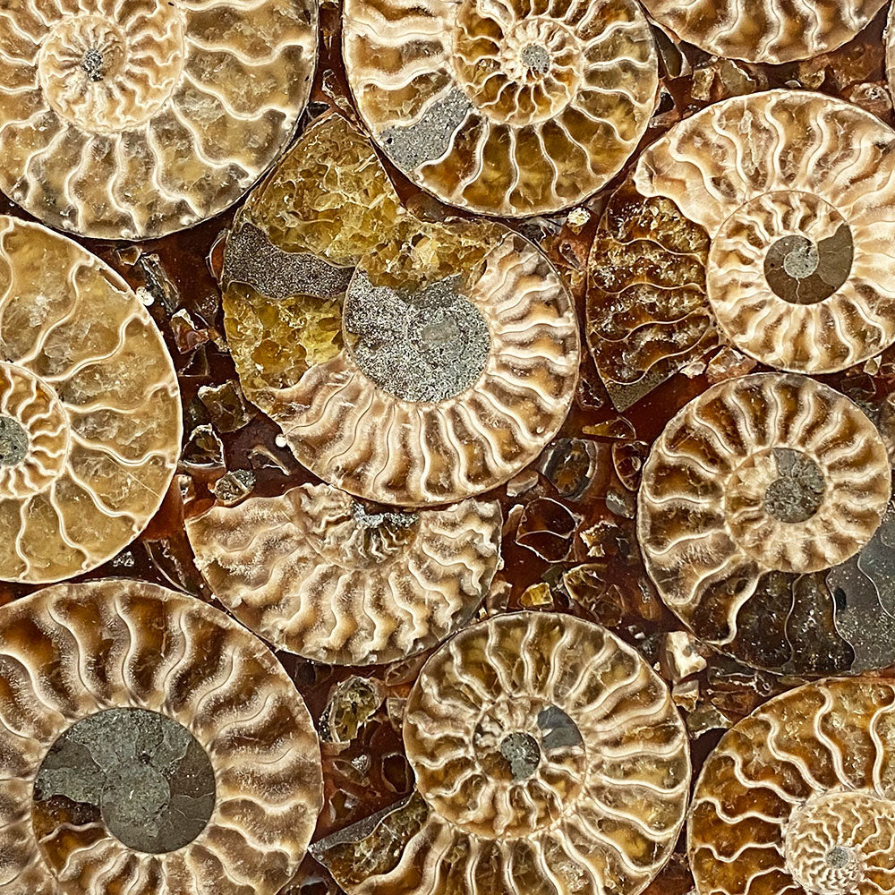 Ammonite Fossil Display Piece | Eerie Mineral Co.