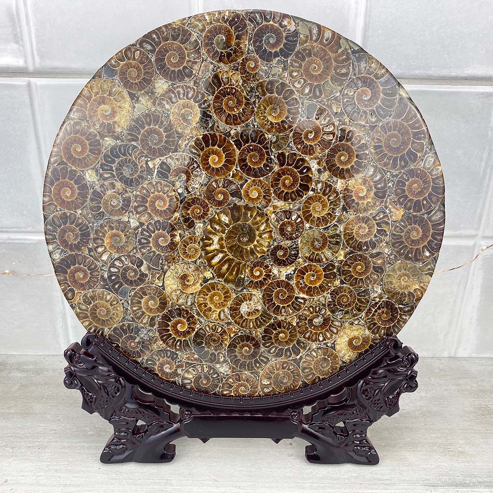 Large Polished Ammonite Fossil Plate | Eerie Mineral Co.